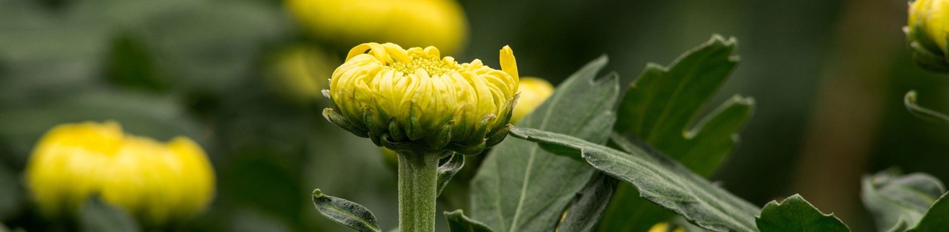 Osmocote Flower - Controlled-Release Fertilizer for Cut Flowers | ICL