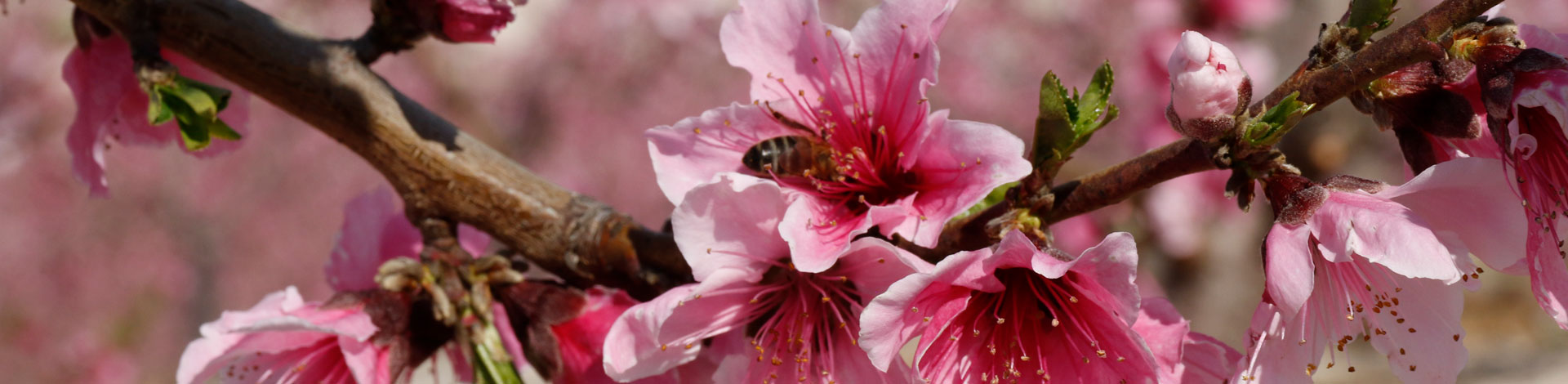 Flecotec - Ecological Fertilizers for Crop Nutrition | ICL