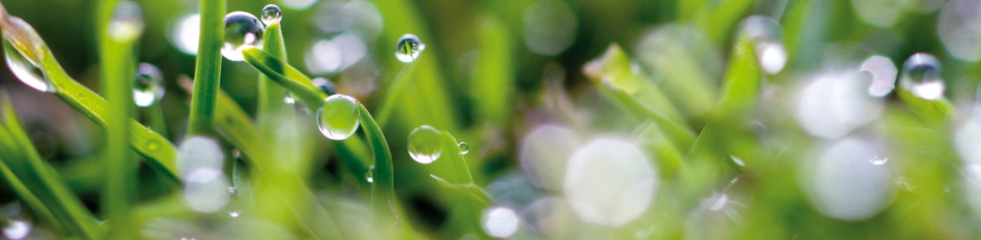 Nutrivant - Foliar Fertilizers for high yields | ICL India