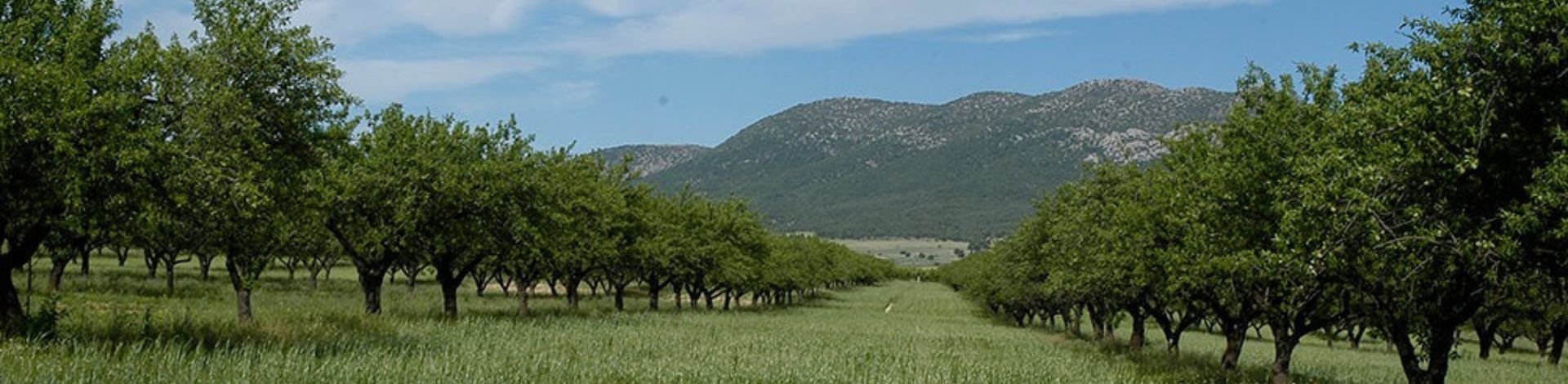 Flecotec - Ecological Fertilizers for Crop Nutrition | ICL