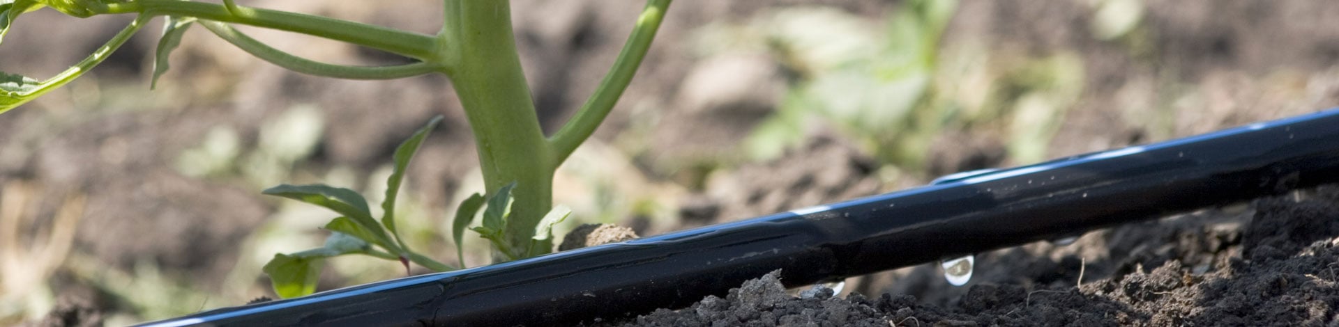 Agrolution pHLow - Acidifying Water-Soluble Fertigation | ICL US