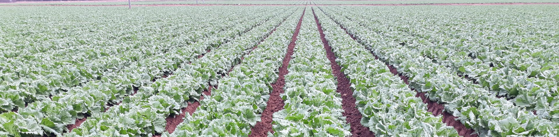 Nutri Liquid Optima - Fertilizer for Fertigation with Nitrification ...