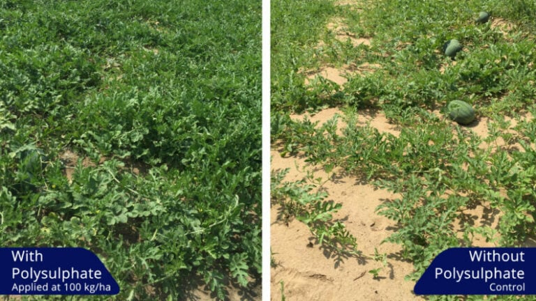 Increasing Watermelon Yield with Polysulphate Fertilizer | ICL CA