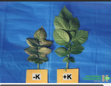 Growing Potatoes - Fertilizers for Potatoes | ICL