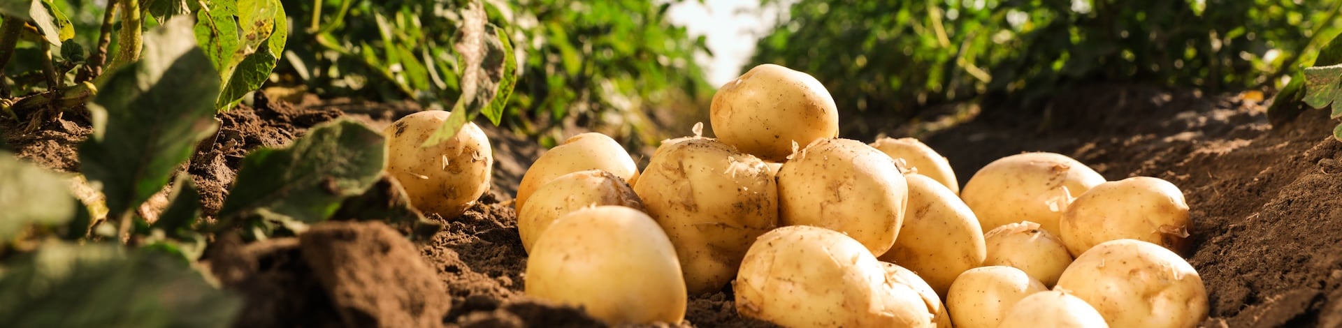 Granular PK Fertilizers: Unlocking the Potential of Your Crops | ICL