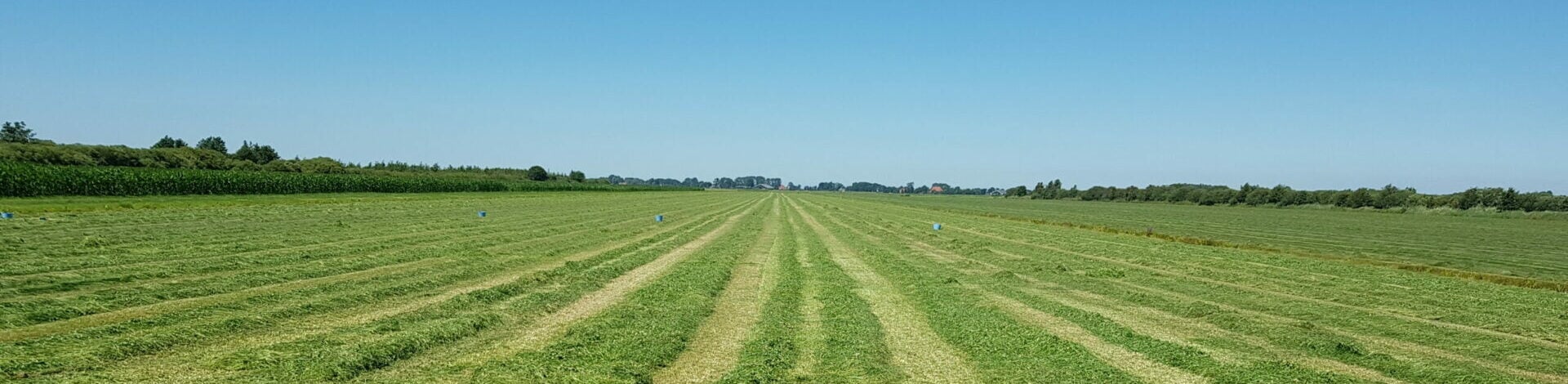 Growing Grass - Fertilizers for Grass | ICL