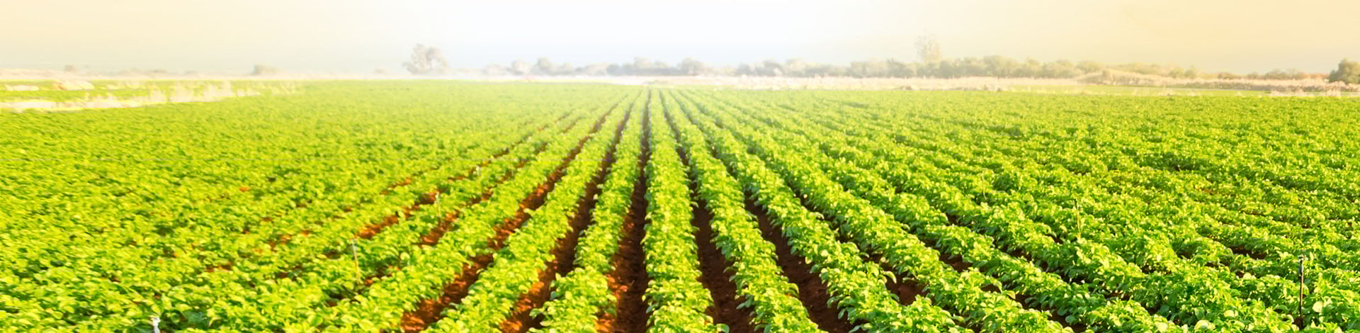 ICL PotashpluS - Granular Fertilizer Polysulphate-Potash based | ICL