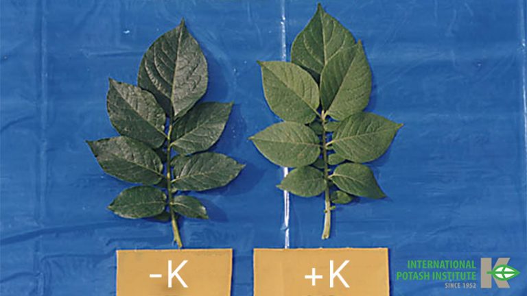 Growing Potatoes - Fertilizers for Potatoes | ICL