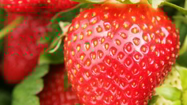 What is Calcium Deficiency in Plants : ﻿all products and resources ...