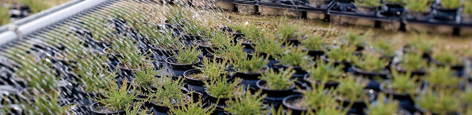 How Wetting Agents Solve Dried-out Substrate's Problems | ICL