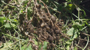 Strategies to Avoid or Manage Nematodes in Your Turf | ICL