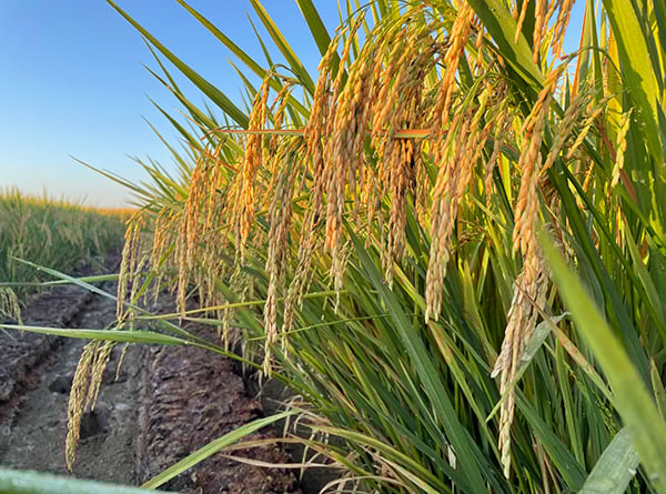 Trial: Polysulphate boosts Paddy in India | ICL India