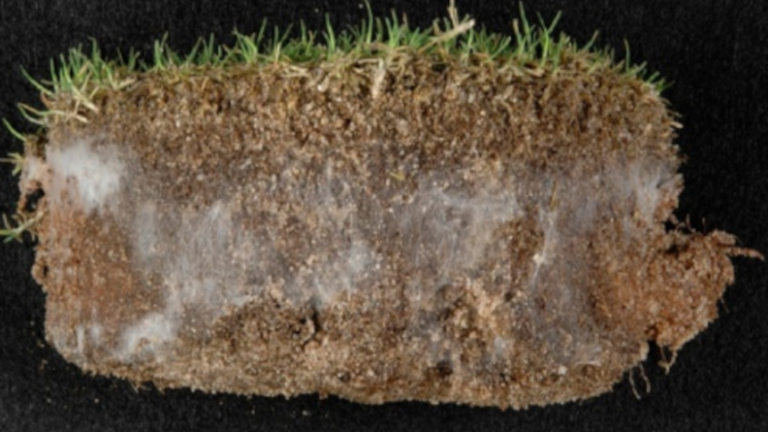 Causes and Solutions for Dry Patch of Fine Turf | ICL