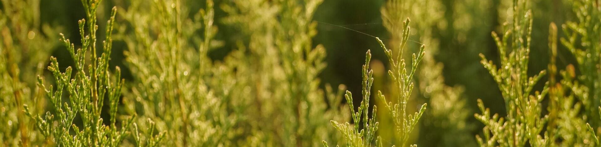 Understanding the 3 types of Soil Nutrients | ICL