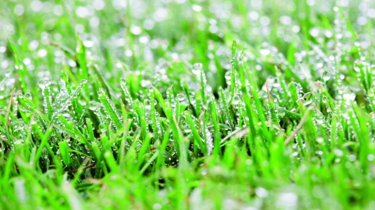 Remove Dew from Turf is Important to Reduce Disease Pressure | ICL