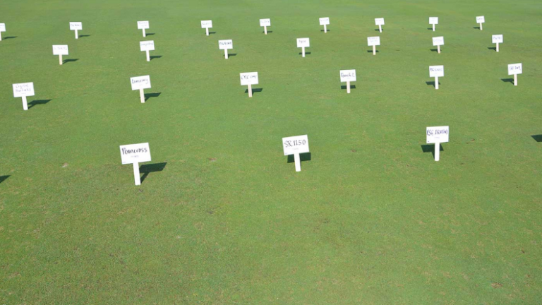 Discover Breeding And Production Of Creeping Bentgrass | ICL UK