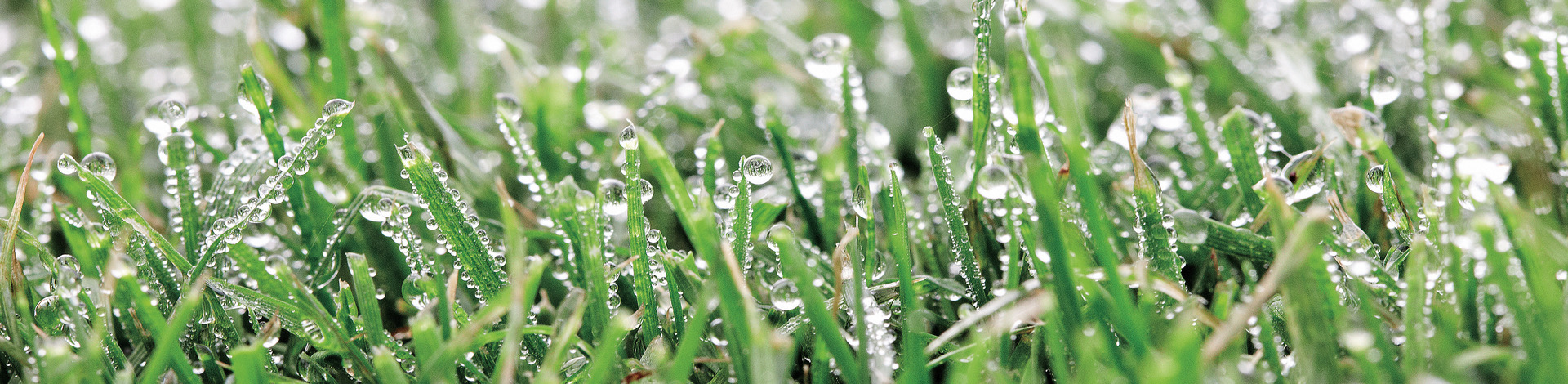 Remove Dew from Turf is Important to Reduce Disease Pressure | ICL