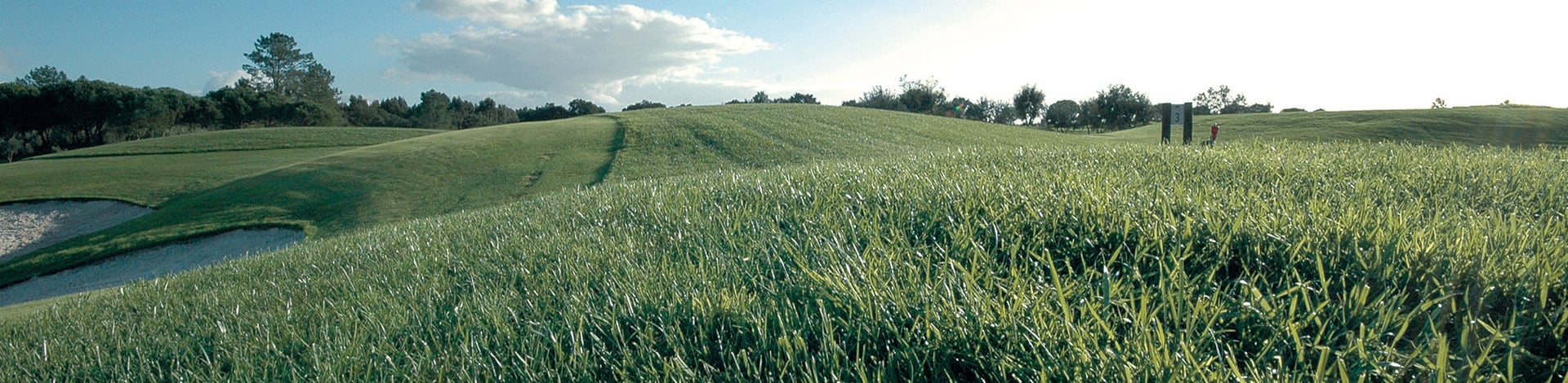 Strategies to Avoid or Manage Nematodes in Your Turf | ICL