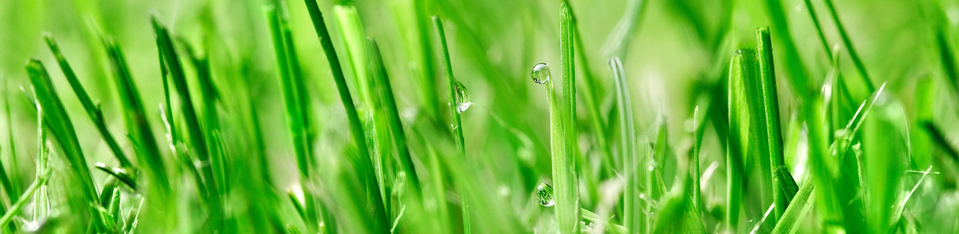 Turf Nutrition's Innovations Focus on Nitrogen Technologies | ICL