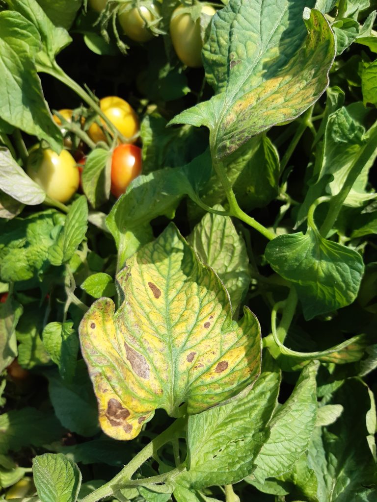 Growing Tomato - Fertilizers for Tomato | ICL