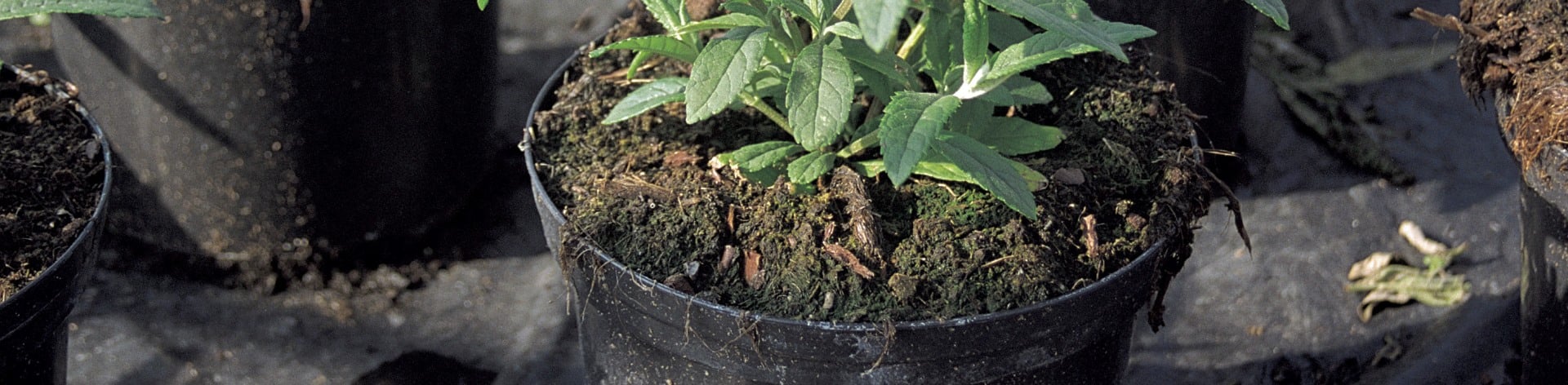 H2Gro - Liquid Wetting Agent to Optimize Moist in Pot Substrate | ICL
