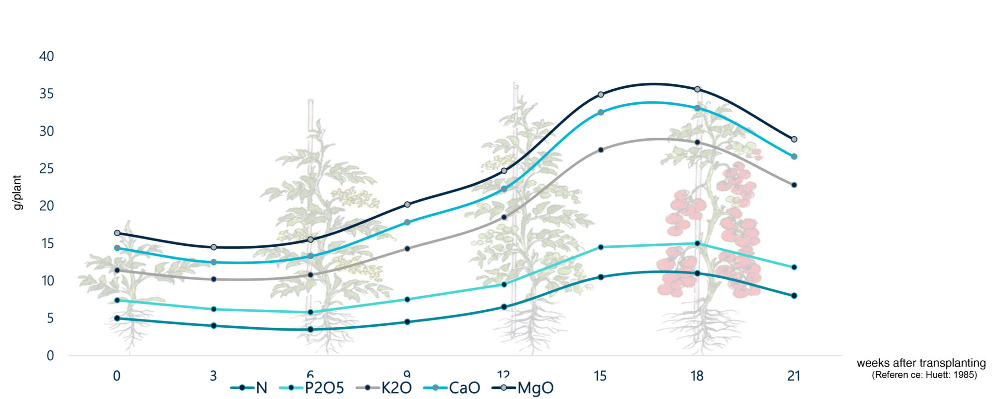 Growing Tomato - Fertilizers for Tomato | ICL