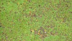 Anthracnose in Turf Grass: Disease Identification & Advices| ICL