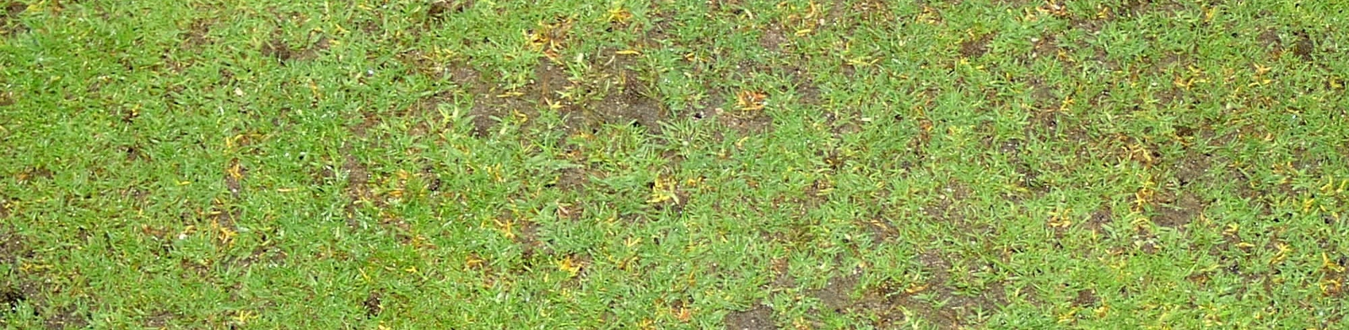 Anthracnose in Turf Grass: Disease Identification & Advices| ICL