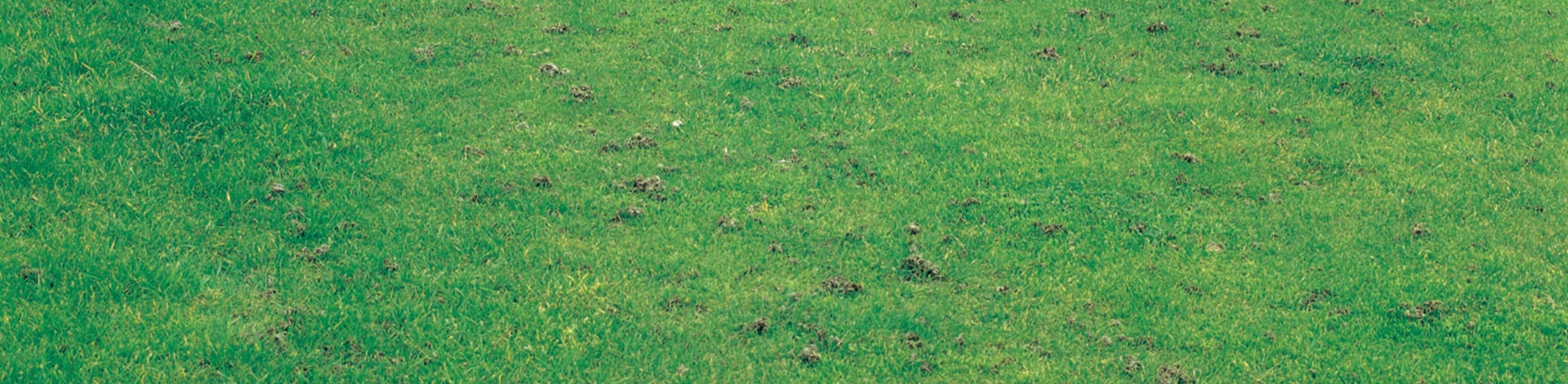 Earthworms Are Useful but Their Casts Can Damage Lawns | ICL ANZ