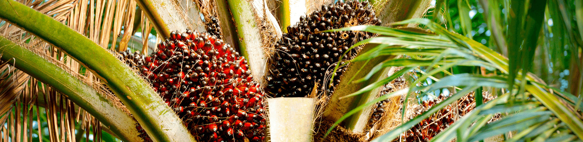Growing Oil Palm - Fertilizers for Oil Palm Trees | ICL