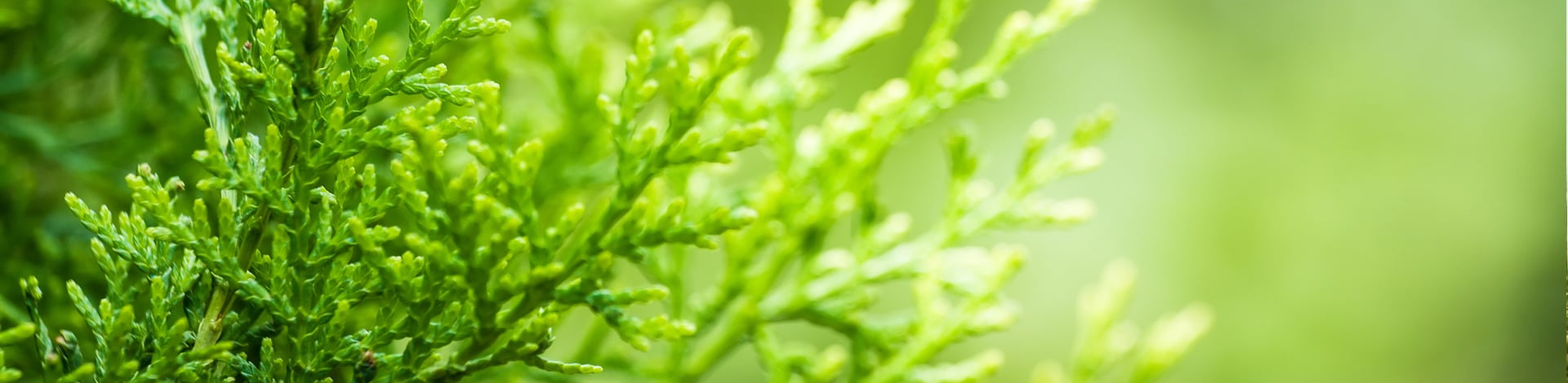 Growing Thuja Occidentalis - Crop Cultivation Advice | ICL