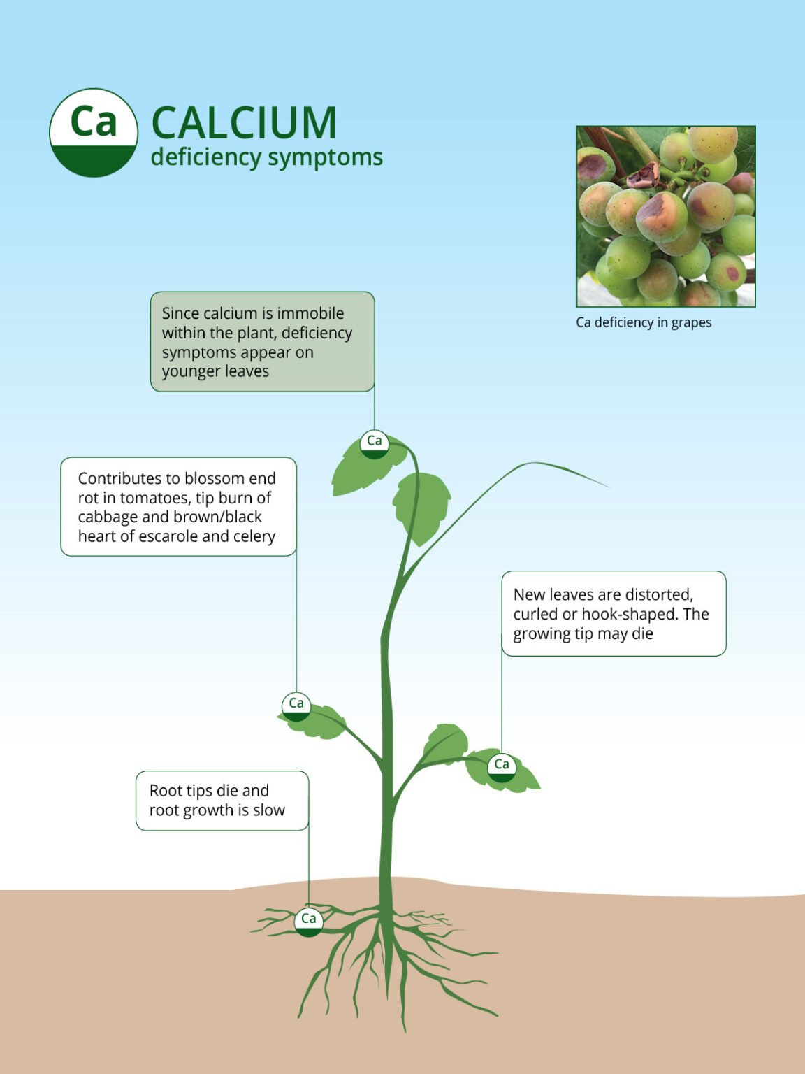 Need Calcium Fertilizers for Stronger Crops? | ICL