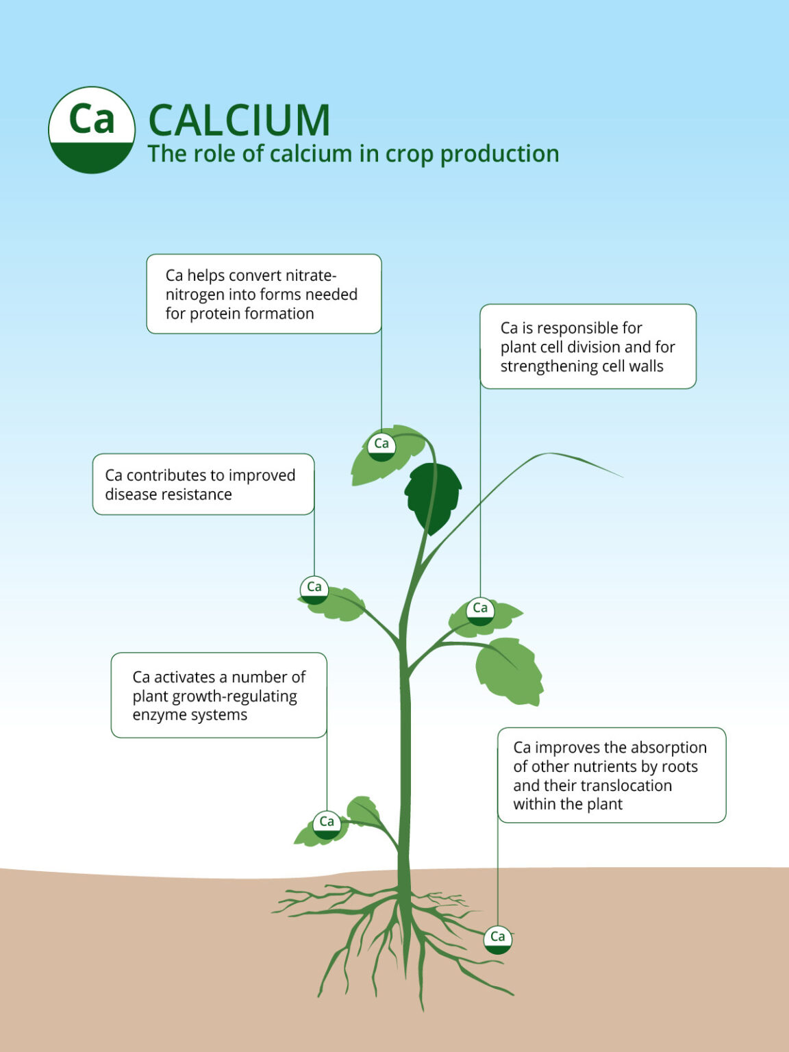Need Calcium Fertilizers for Stronger Crops? | ICL