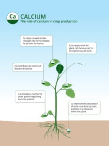 Need Calcium Fertilizers for Stronger Crops? | ICL