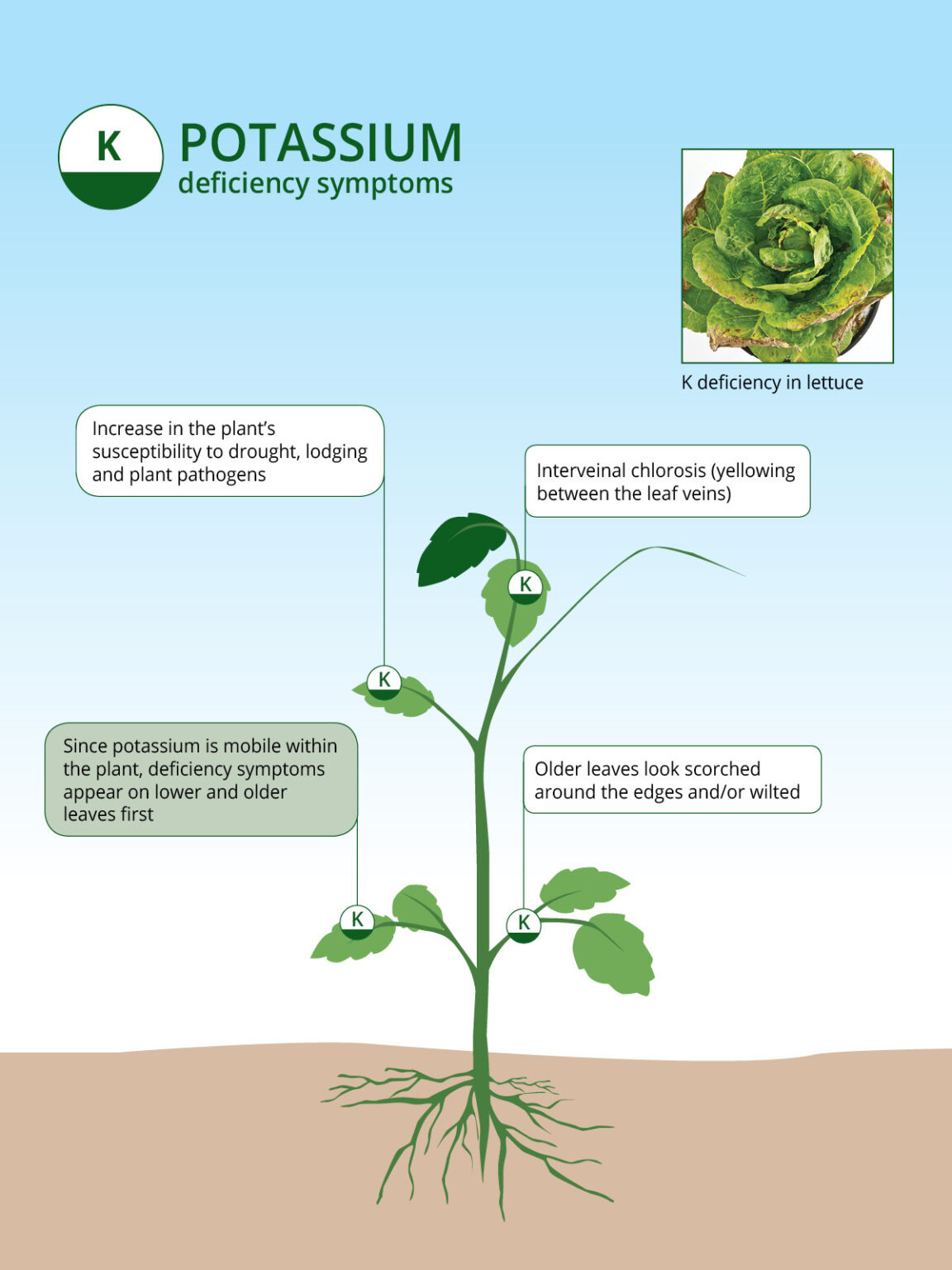 Need Potassium Fertilizers for Disease Resistance? | ICL