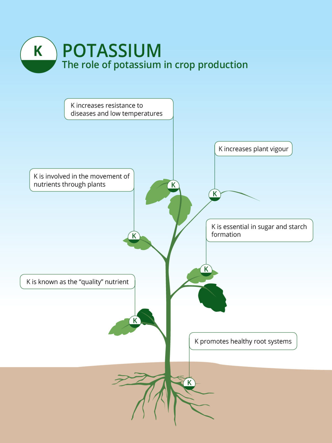 Need Potassium Fertilizers for Disease Resistance? | ICL