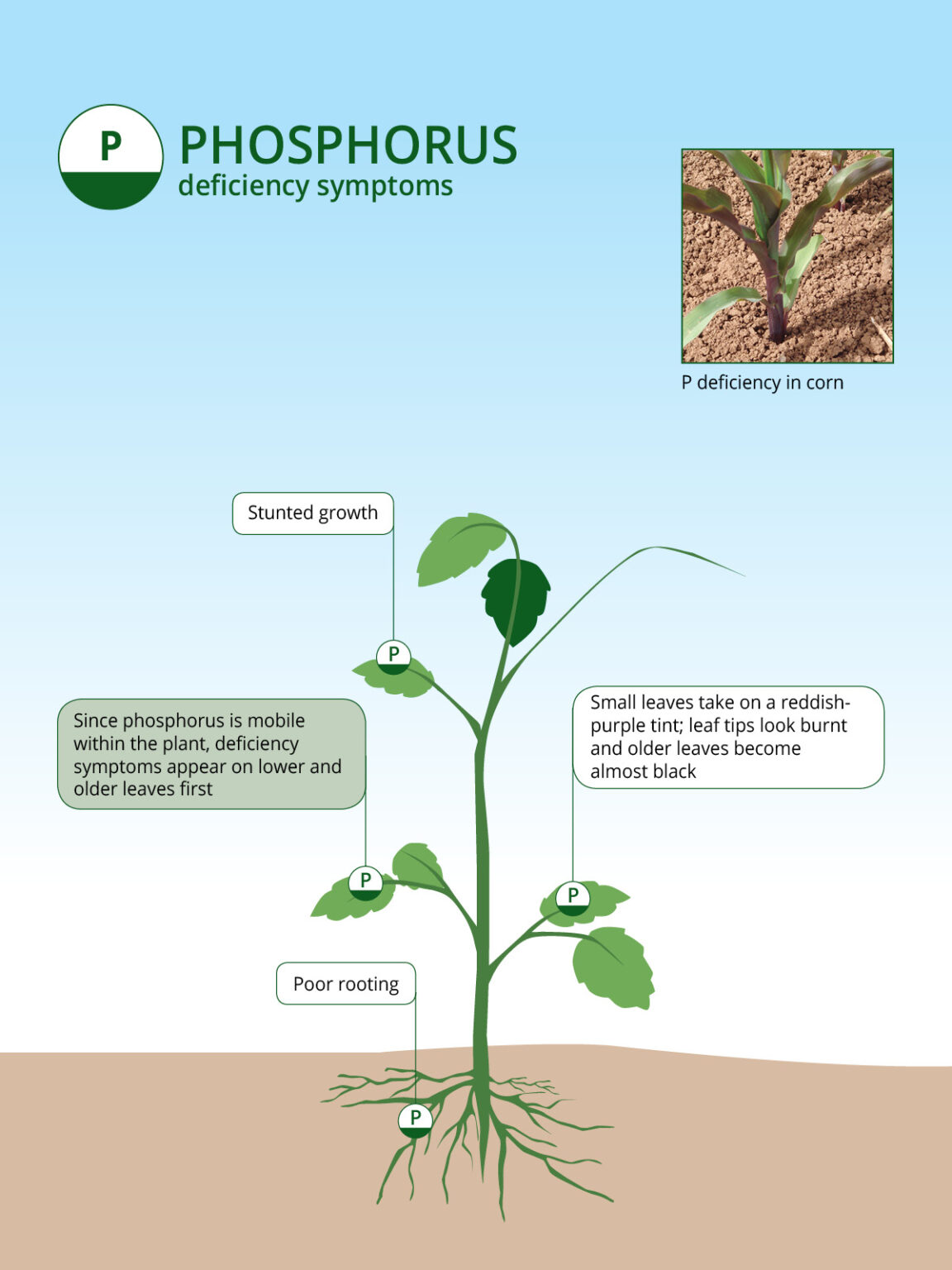 Need Phosphorus Fertilizers for Root Growth? | ICL
