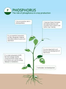 Need Phosphorus Fertilizers for Root Growth? | ICL