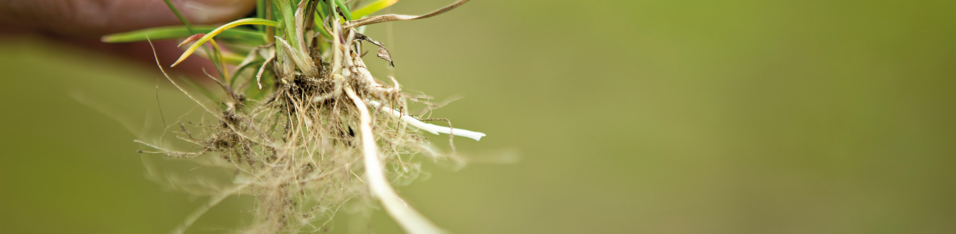 Trial: Effect of H2Pro Wetting Agents on Crop Growth and Physiology | ICL