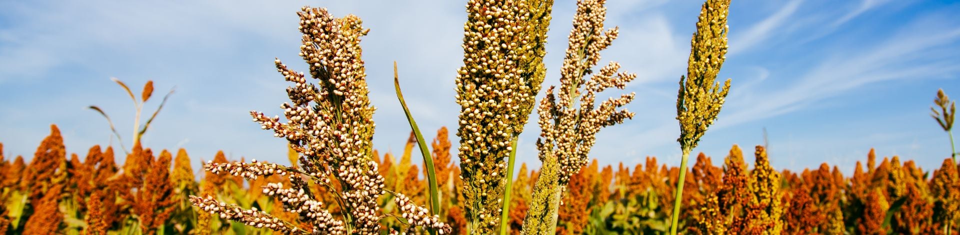 Millet: Resilient Crops for Sustainable Agriculture | ICL
