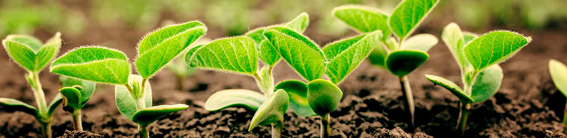 Bioz - Innovative Biostimulant Products for Better Crop Yields | ICL