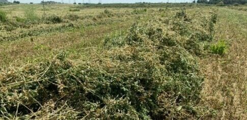 Growing Alfalfa - Fertilizers for Alfalfa | ICL