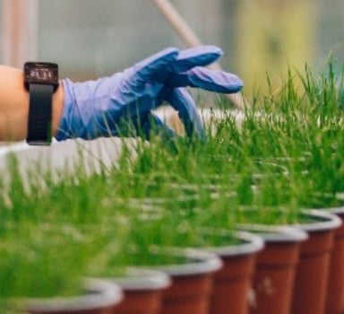 Trial: Recycled phosporus benefits for sportsturf | ICL