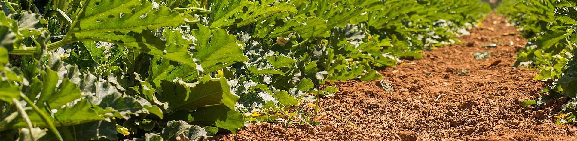 Soil Fertility is Important for Agricultural Soil Productivity | ICL