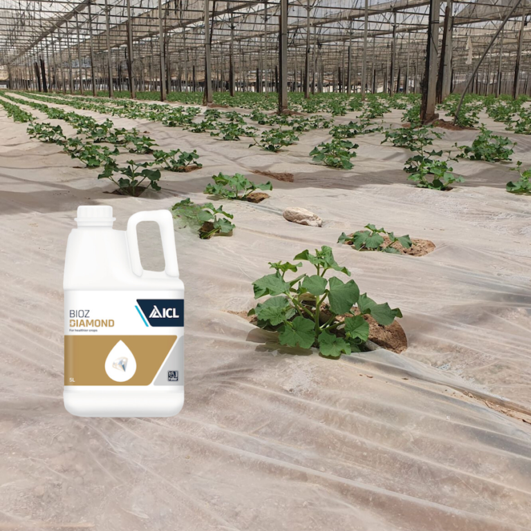 BIOZ Diamond | ICL