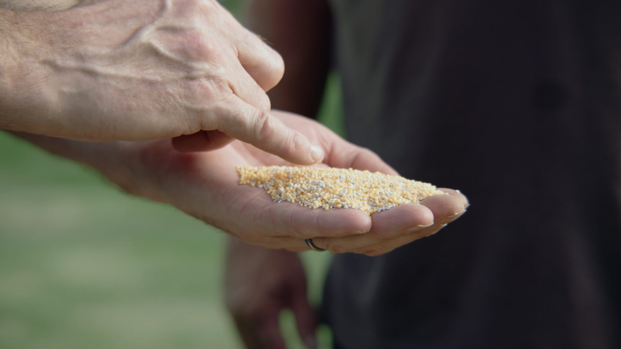 How to build an integrated turf management program | ICL