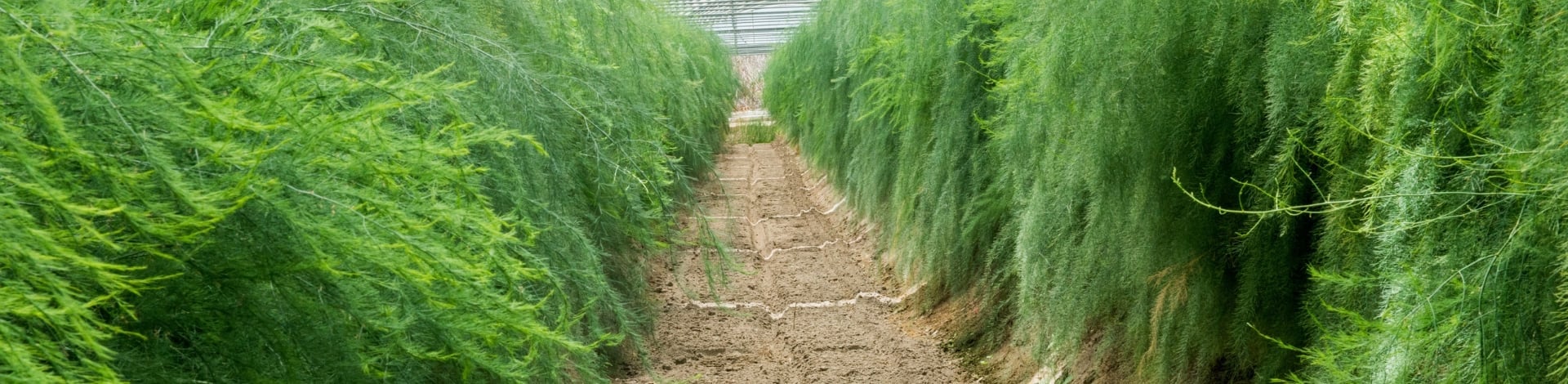 Testimonial: Agromaster® is an Effective Encapsulated Fertilizer | ICL