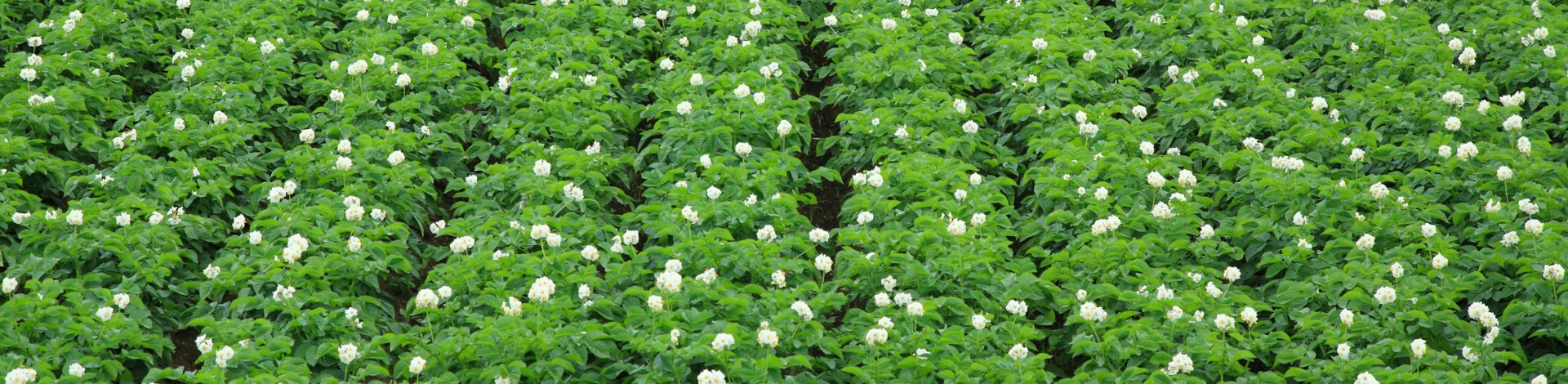 Understanding Nutrient Use Efficiency | ICL