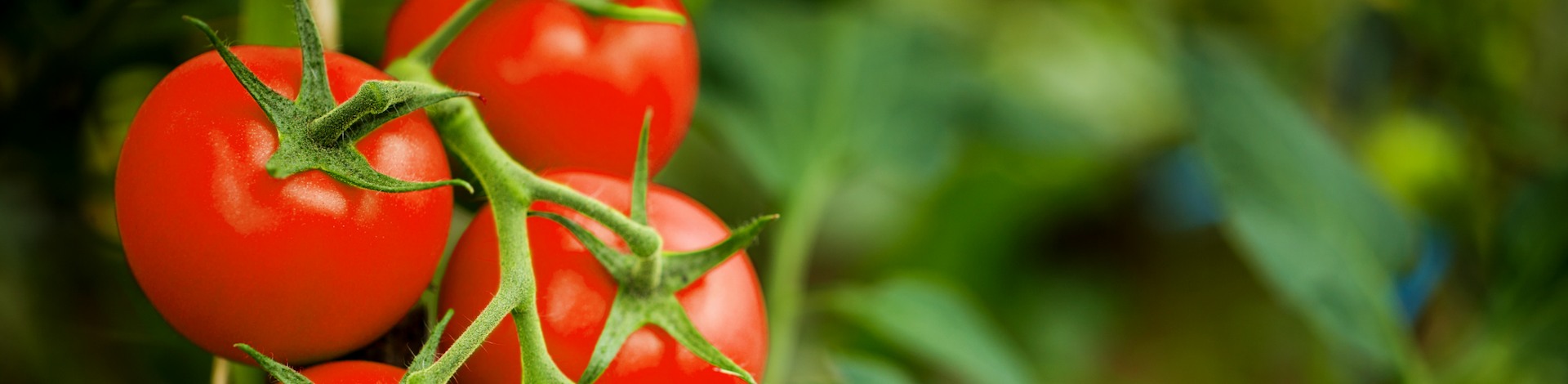 Nova MKPlus: A Cutting-Edge Fertilizer for Optimal Crop Growth | ICL