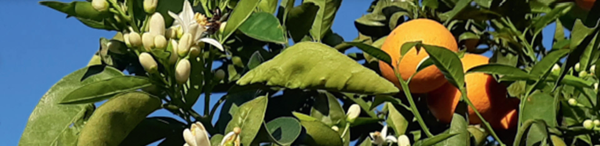 The road to high yielding and sustainable citrus production | ICL